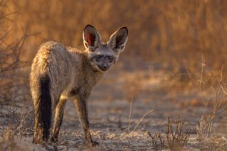 Wildlife of Namibia: What Animals You Can Expect to See