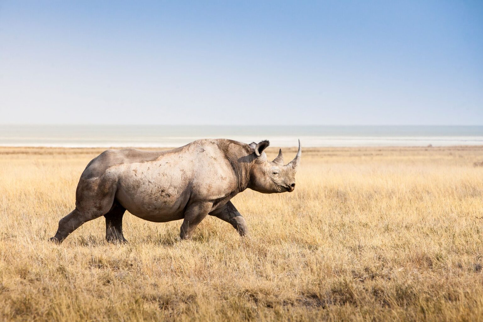 Wildlife of Namibia: What Animals You Can Expect to See