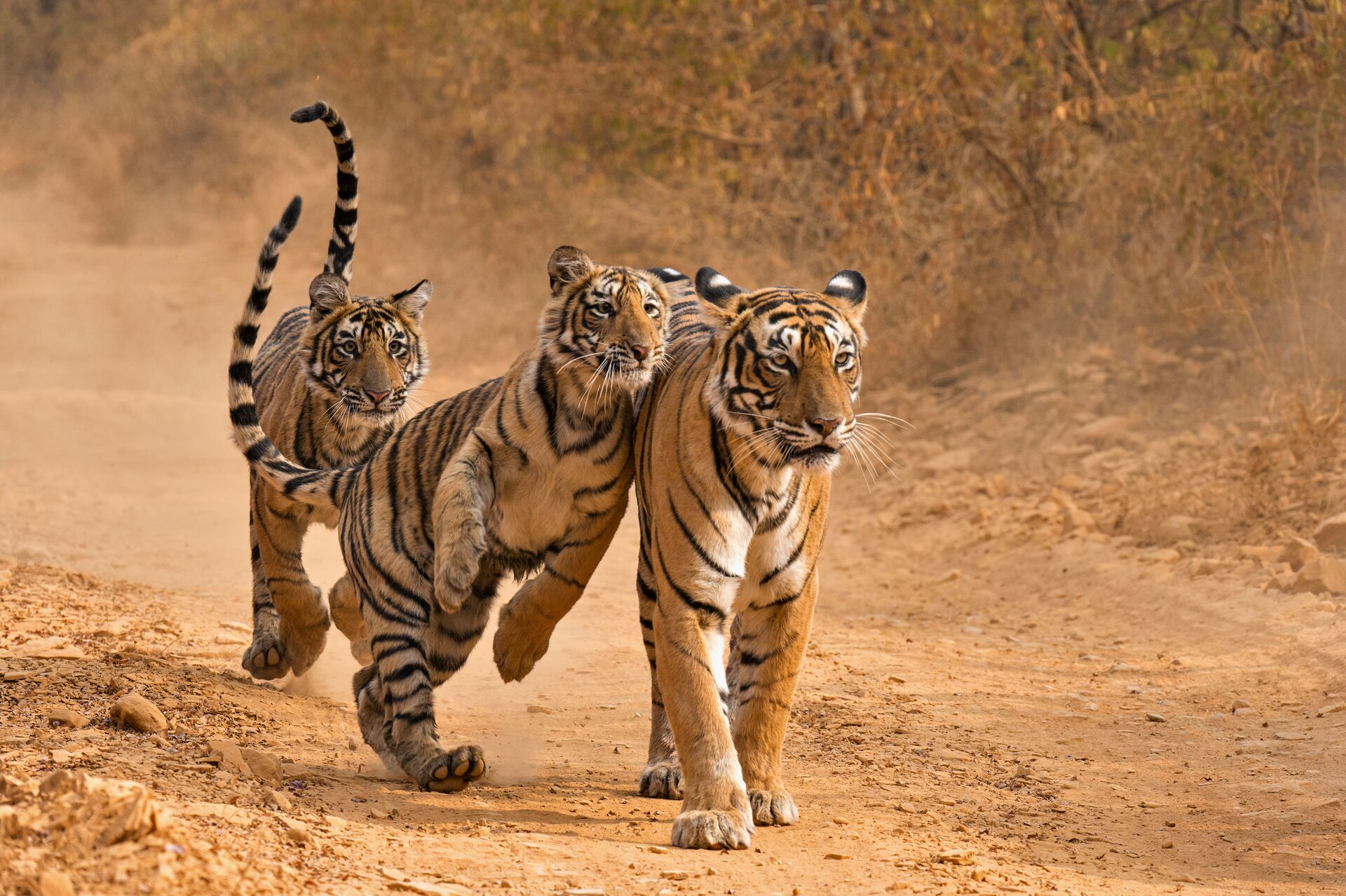India’s Big Cats: Meet the Majestic Predators of the Subcontinent