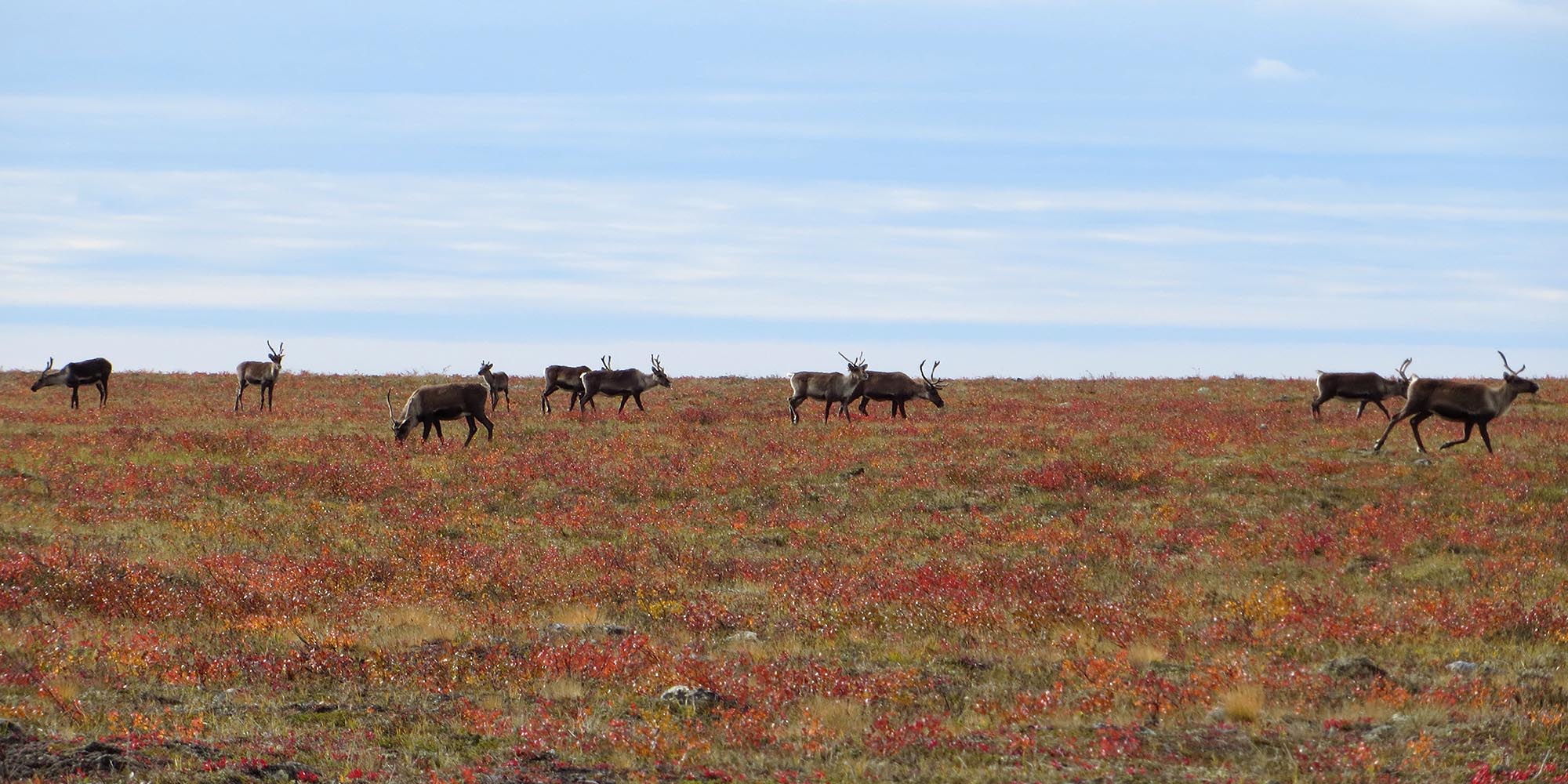 Arctic Safari In Canada Adventure World