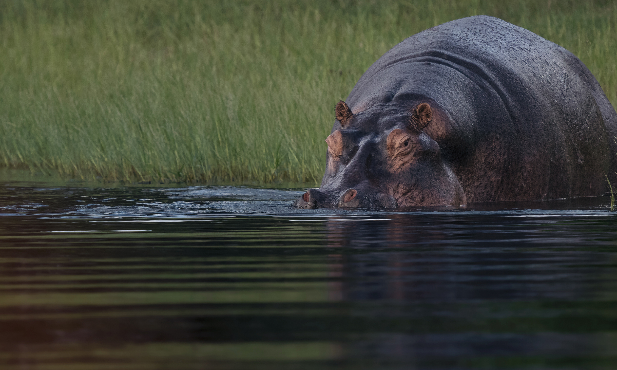 Authentic Botswana Tour Package | Adventure World