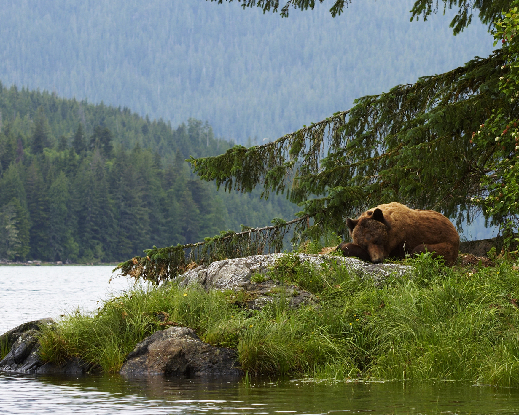 Grizzlies of the Great Bear Rainforest | Adventure World